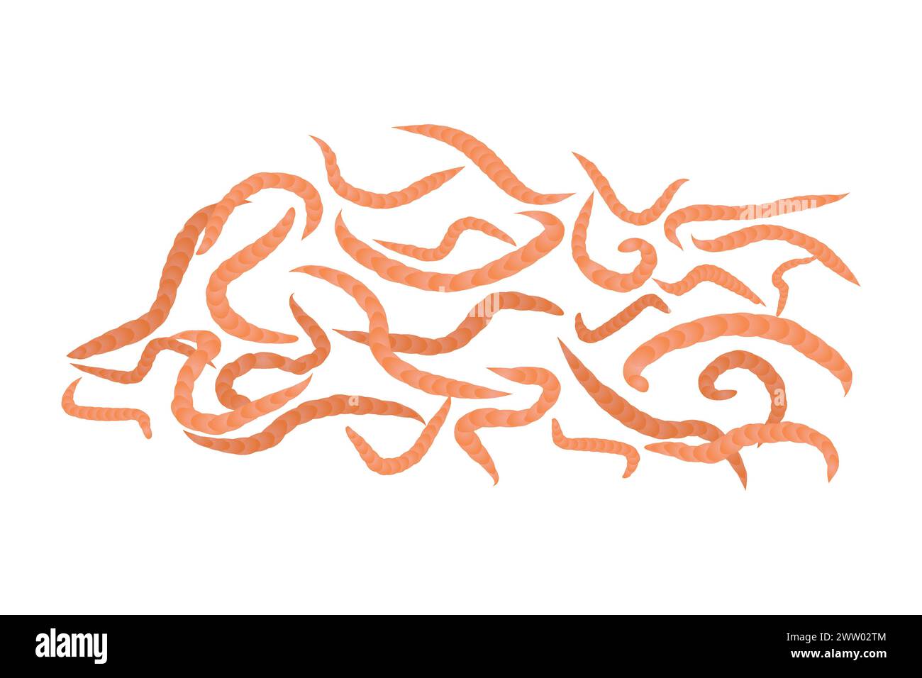 Earthworms on white background. Soil earthworms, garden ground insects ...