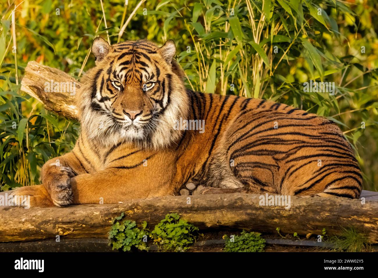Happy Sumatran Tiger 4k