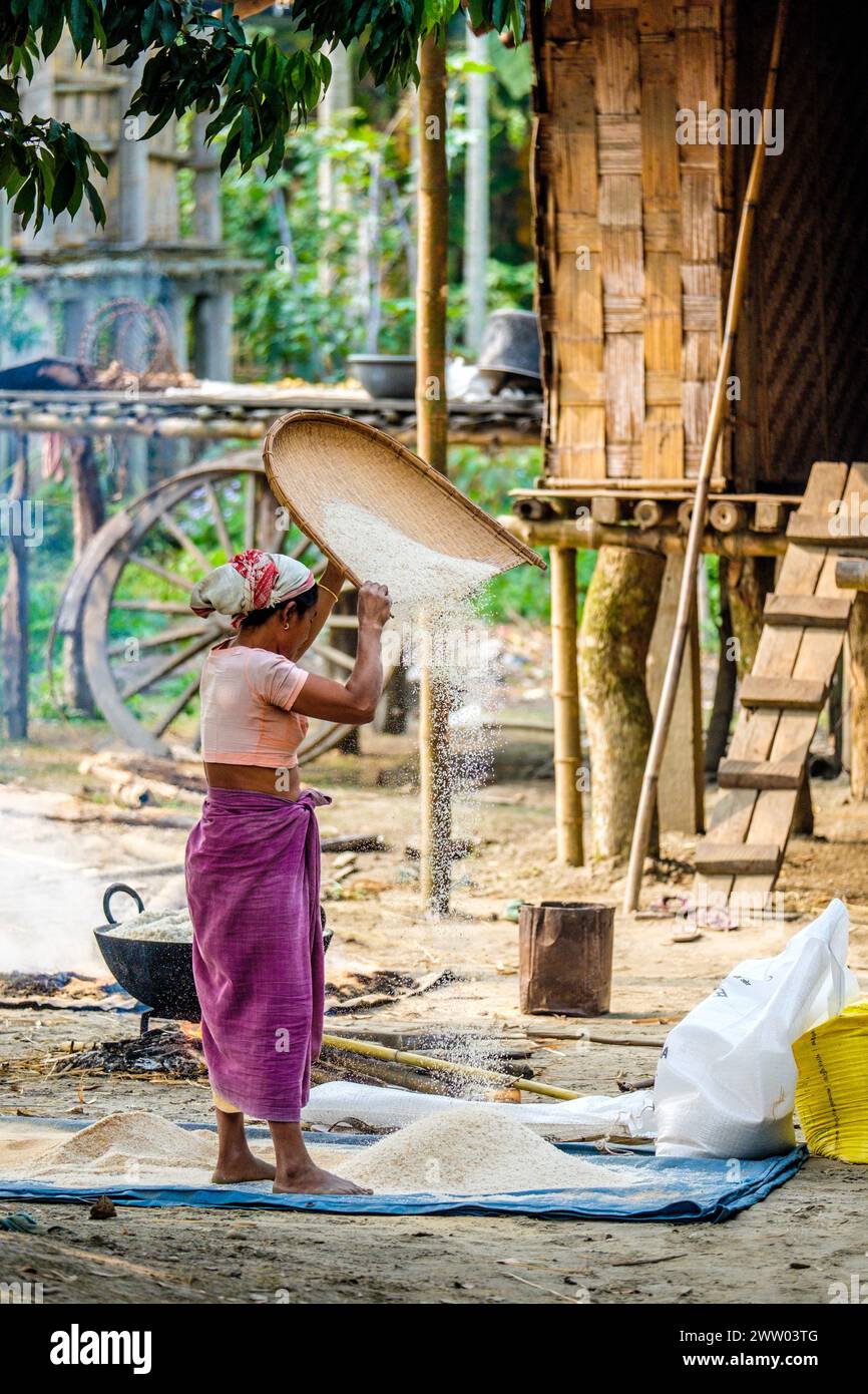 An Indian woman winnowing grain on Majuli Island, Assam, India Stock ...