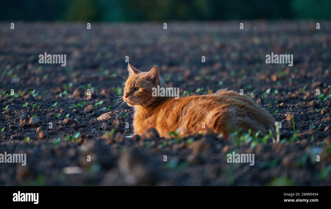 Ginger cat laying in the sun Stock Photo - Alamy
