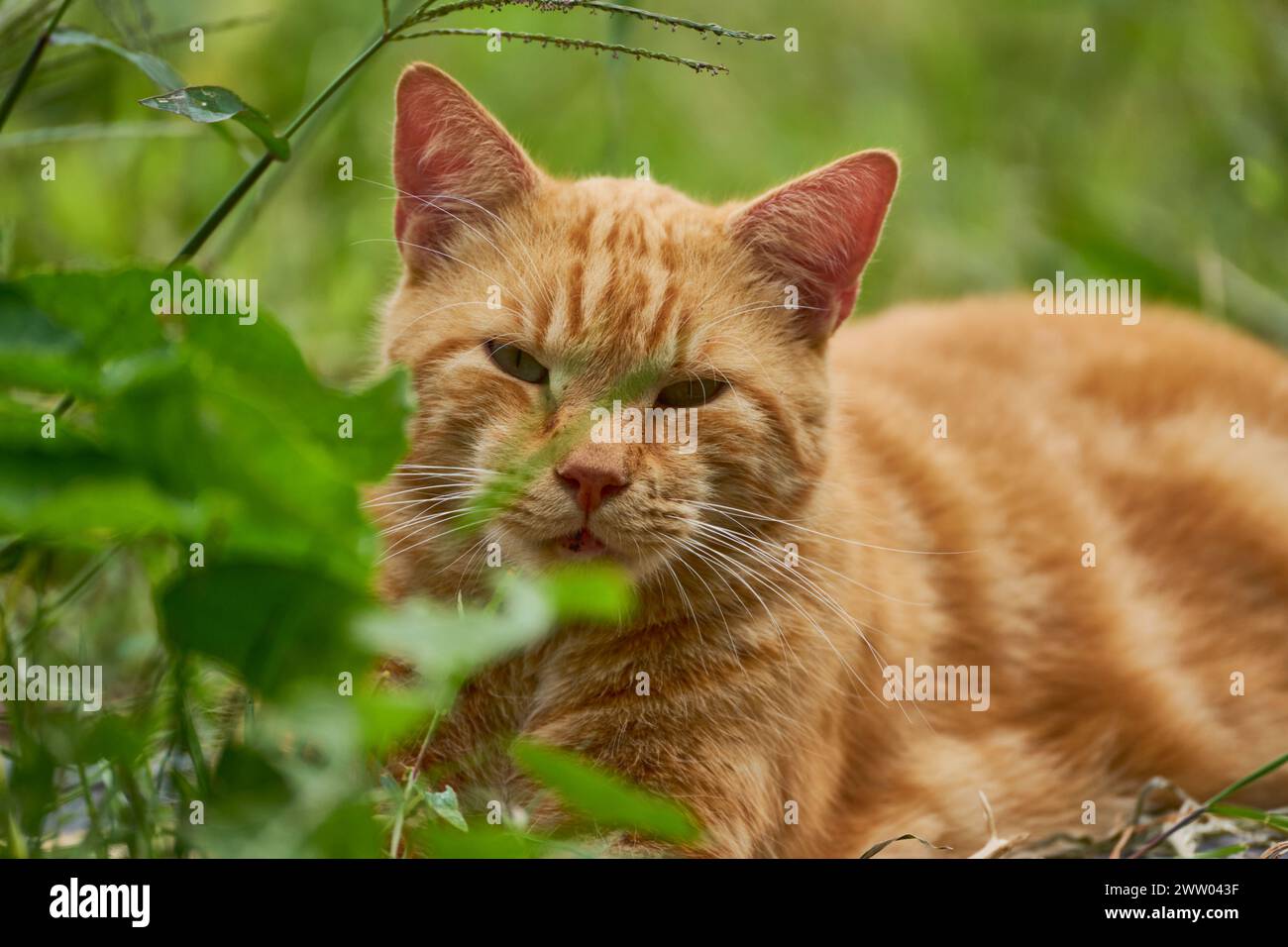 Ginger cat laying in the sun Stock Photo - Alamy