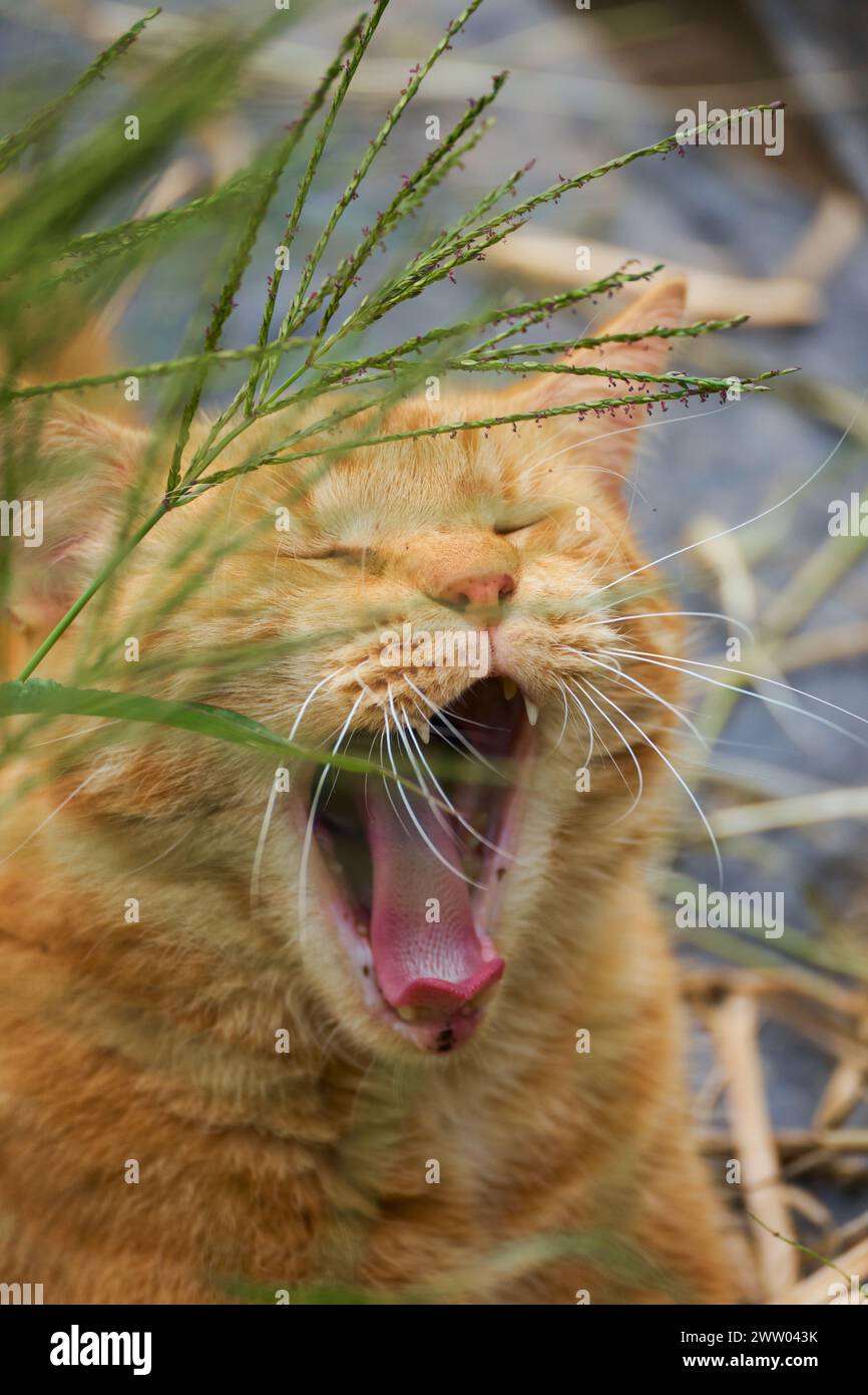 Cat relaxing in the sun hi-res stock photography and images - Alamy