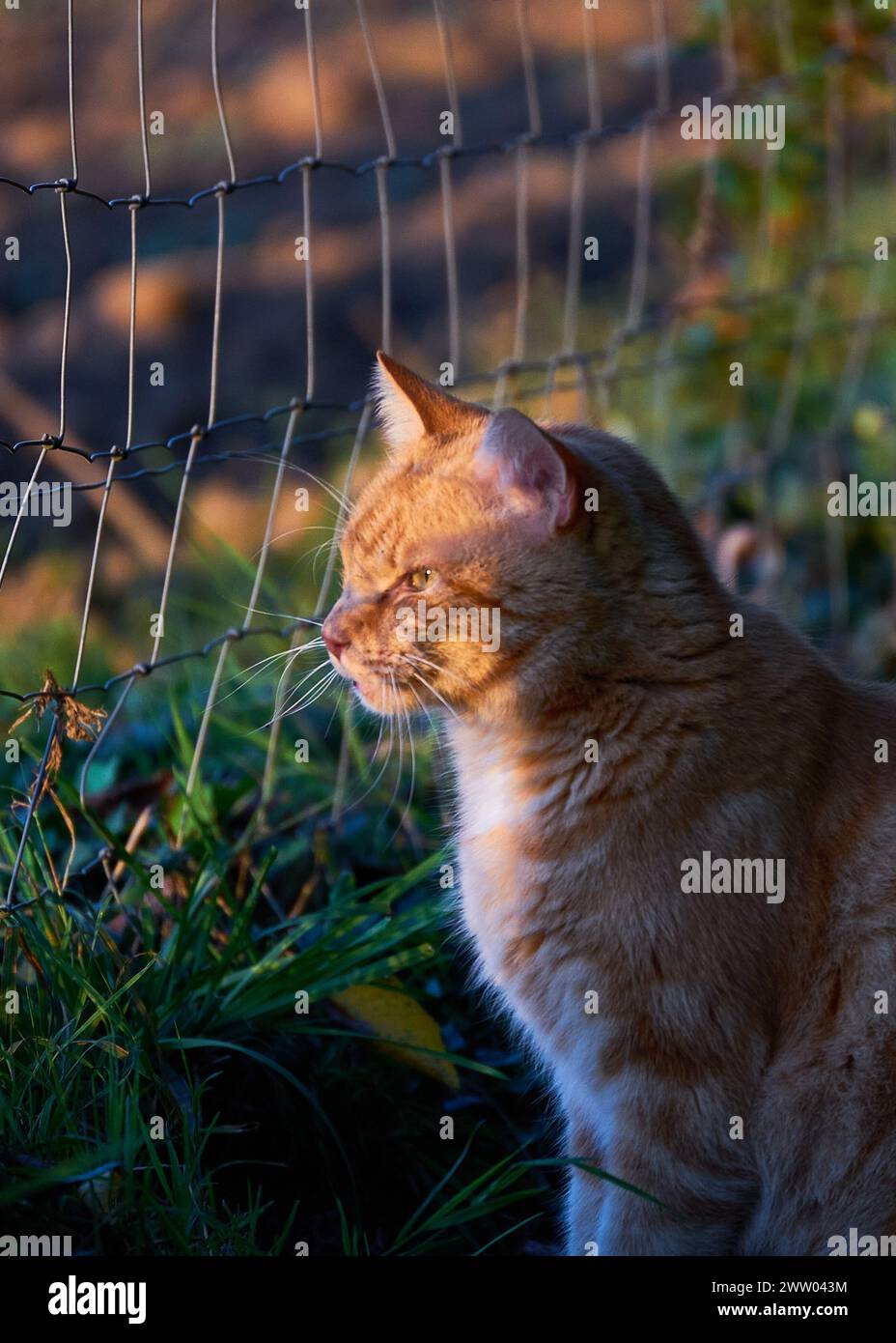 Ginger cat laying in the sun Stock Photo - Alamy