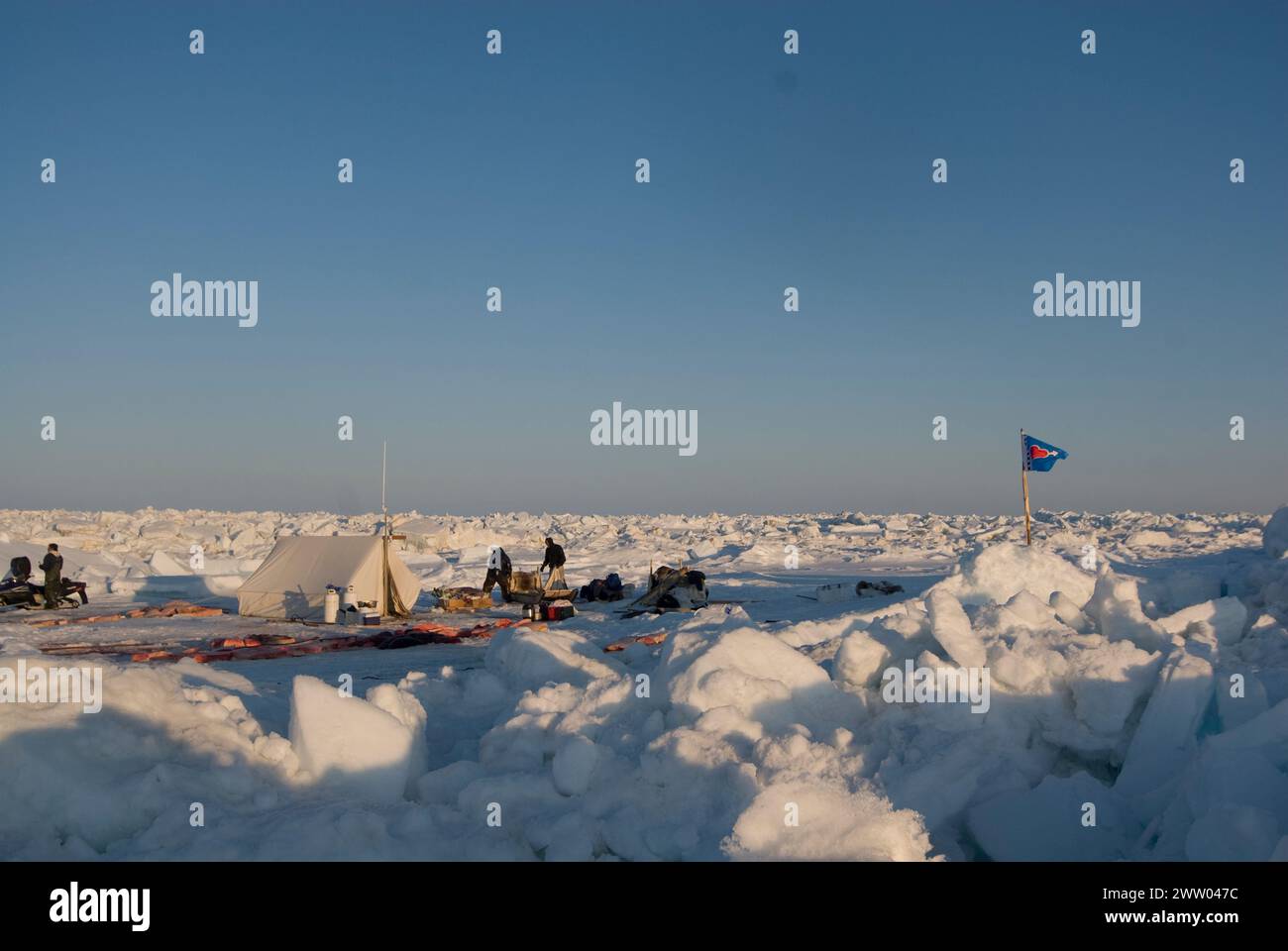 Inupiaq subsistence whalers bowhead whale catch on the pack ice during ...