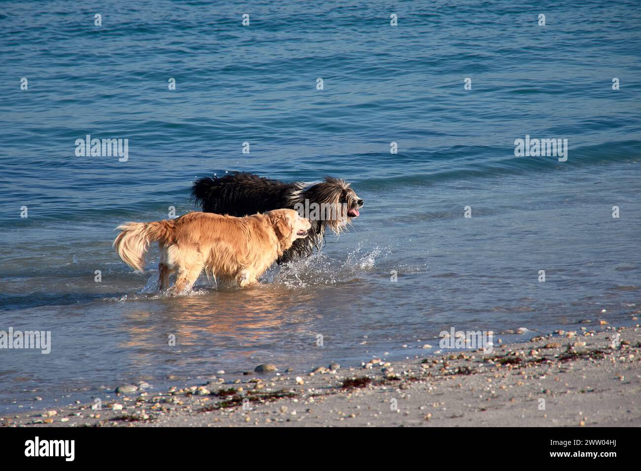 Long haired retriever hi-res stock photography and images - Alamy