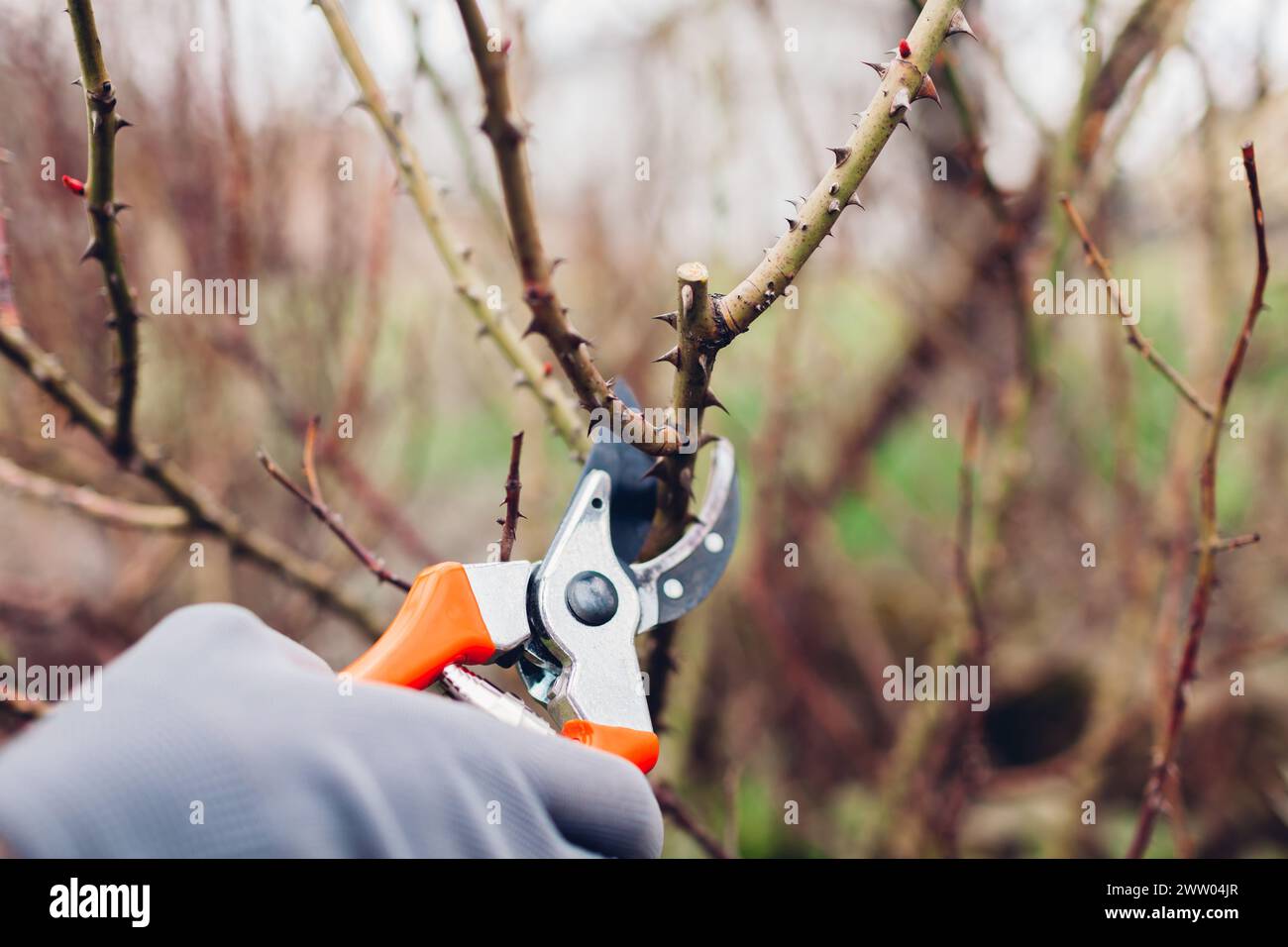 Gardener pruning rose bush in spring garden with secateur. Taking care ...