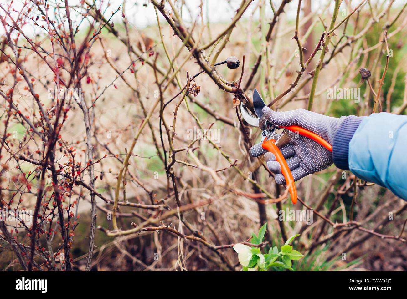 Gardener pruning rose bush in spring garden with secateur. Taking care ...