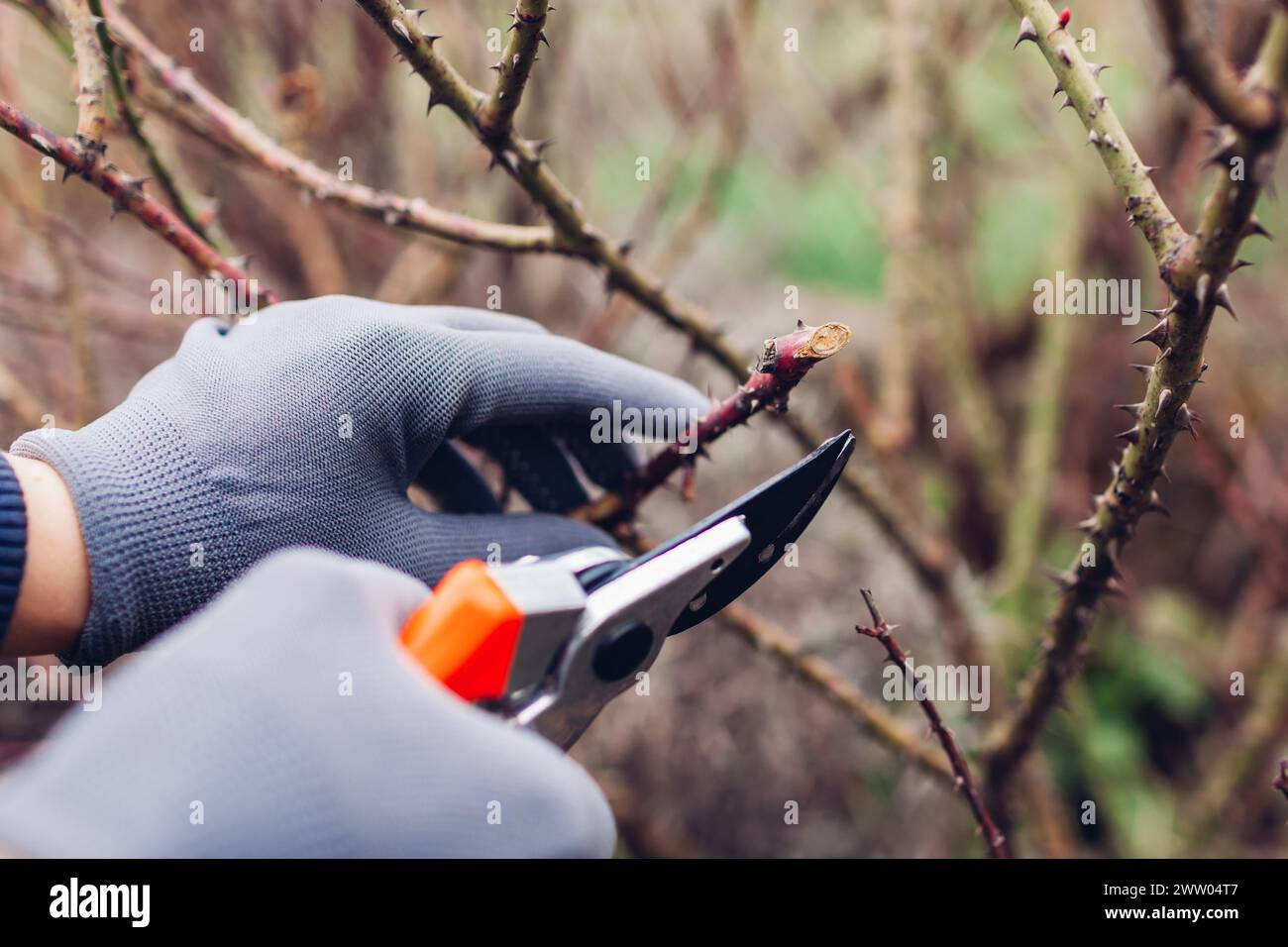 Gardener pruning rose bush in spring garden with secateur. Taking care ...