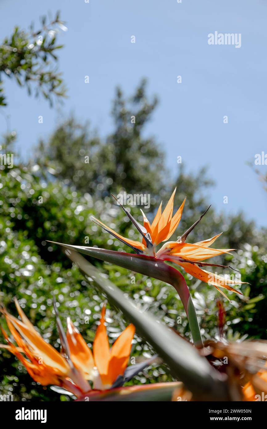 African flowers. Strelitzia reginae, Paradise Bird flower against the ...