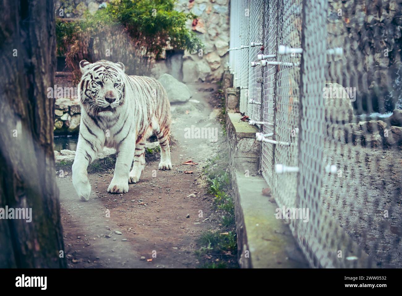 White tiger in a zoo Stock Photo - Alamy