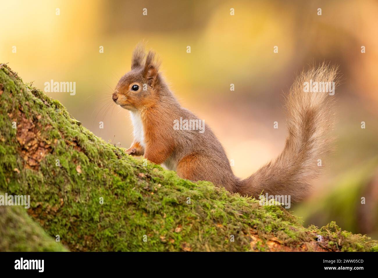 Funny squirrel playing in tree hi-res stock photography and images - Alamy