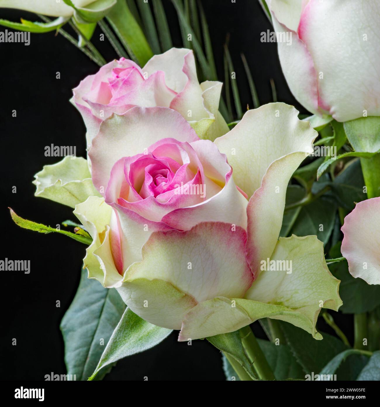 Tight budded pointed rose flower hi-res stock photography and images ...