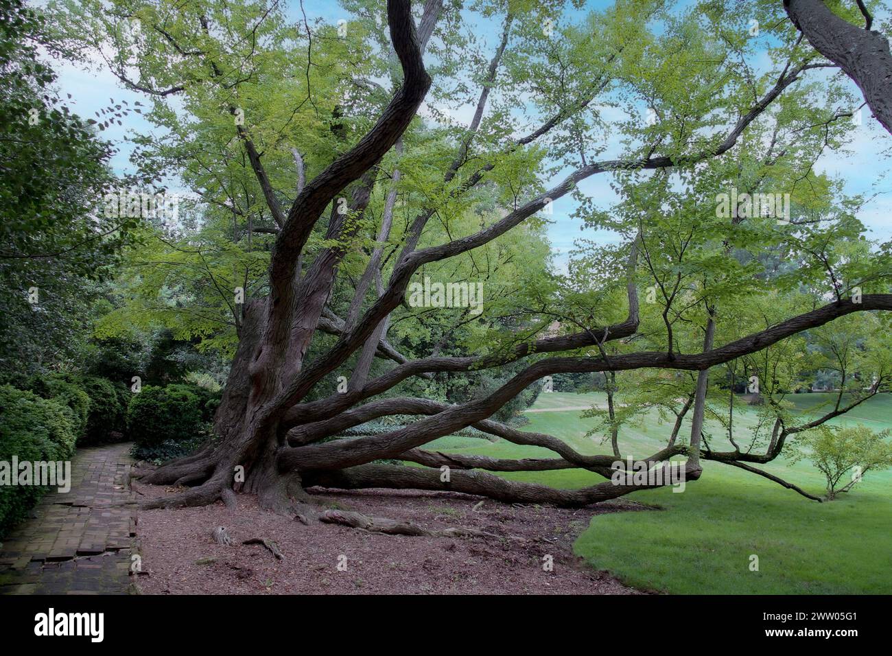 Knarled tree branches hi-res stock photography and images - Alamy