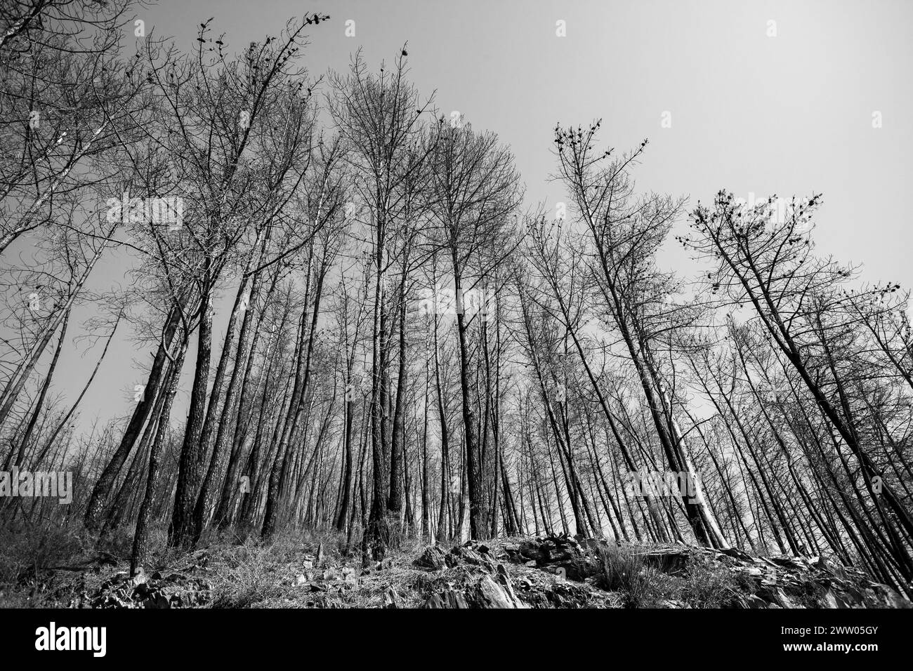 Portugal, District of Coimbra, Near Góis, Hillside with the Remains of ...