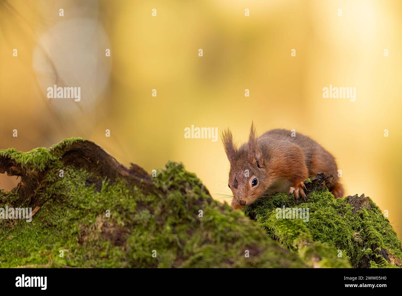 Red Squirrel playing about in the woods Stock Photo - Alamy