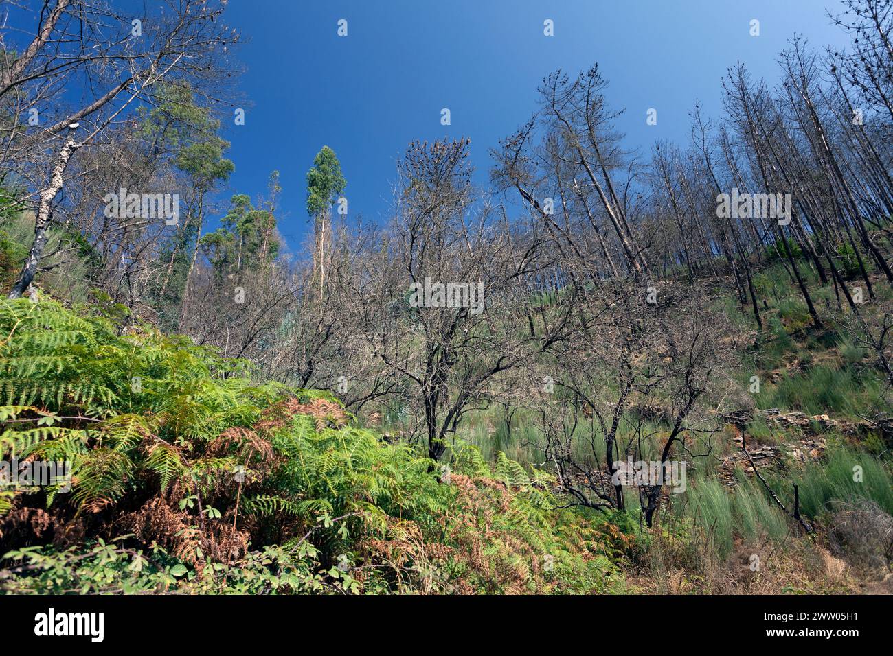 Portugal, District of Coimbra, Near Góis, Coiços, Terraced Hillside ...