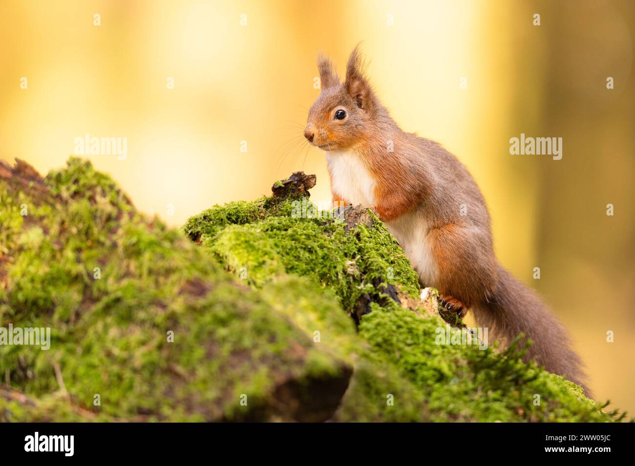 Red Squirrel playing about in the woods Stock Photo - Alamy