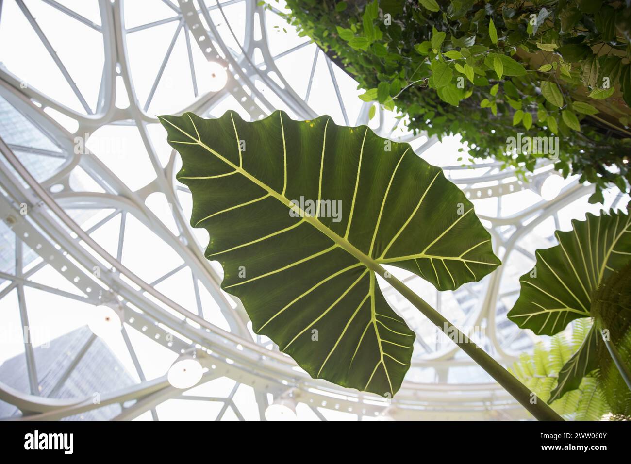 Amazon seattle interior hi-res stock photography and images - Alamy
