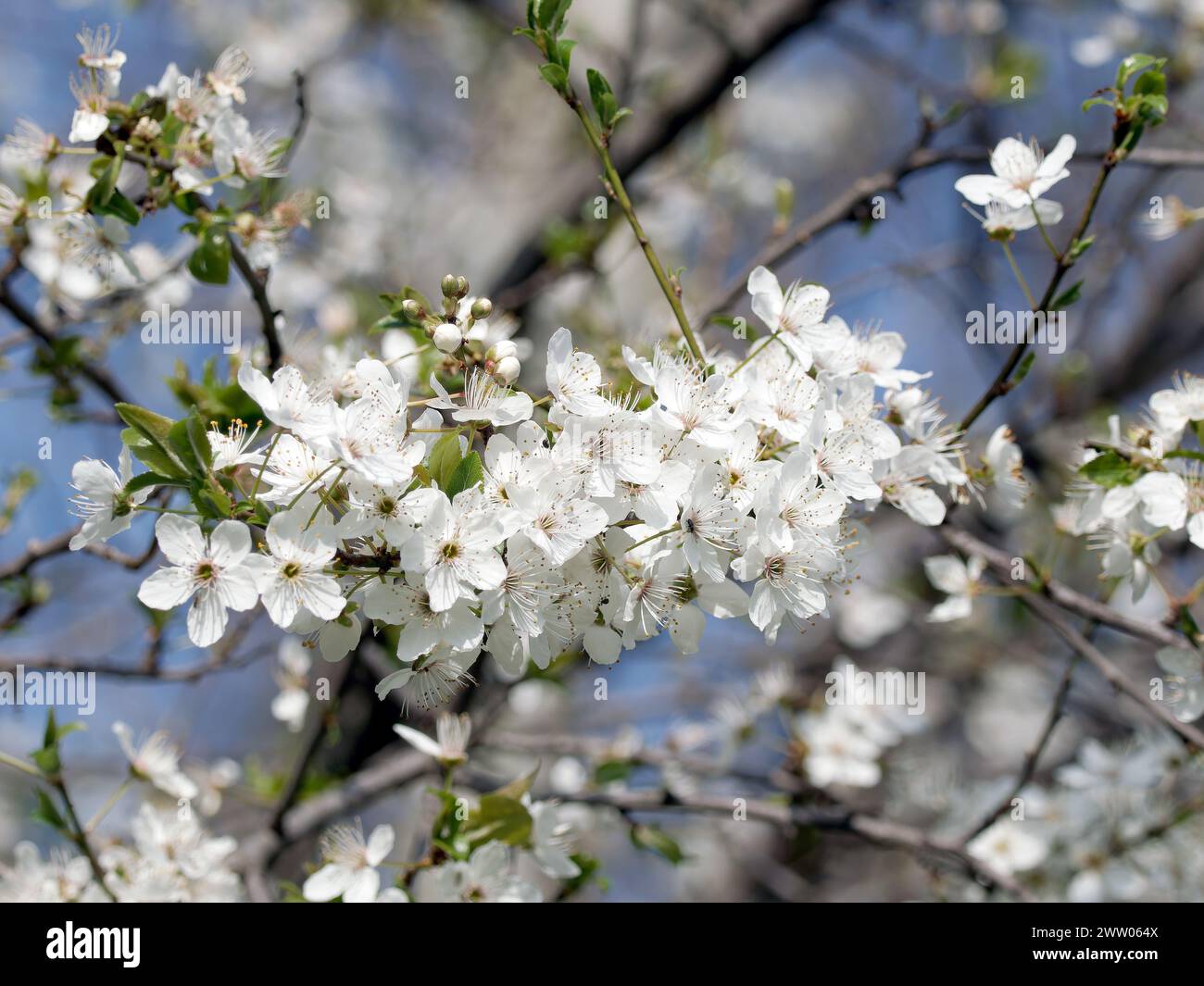Prunier myrobolan hi-res stock photography and images - Alamy