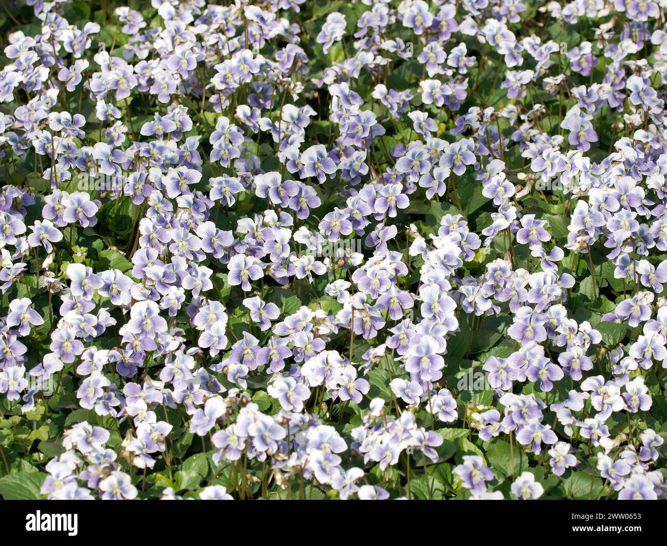 common blue violet, common meadow violet, purple violet, woolly blue ...