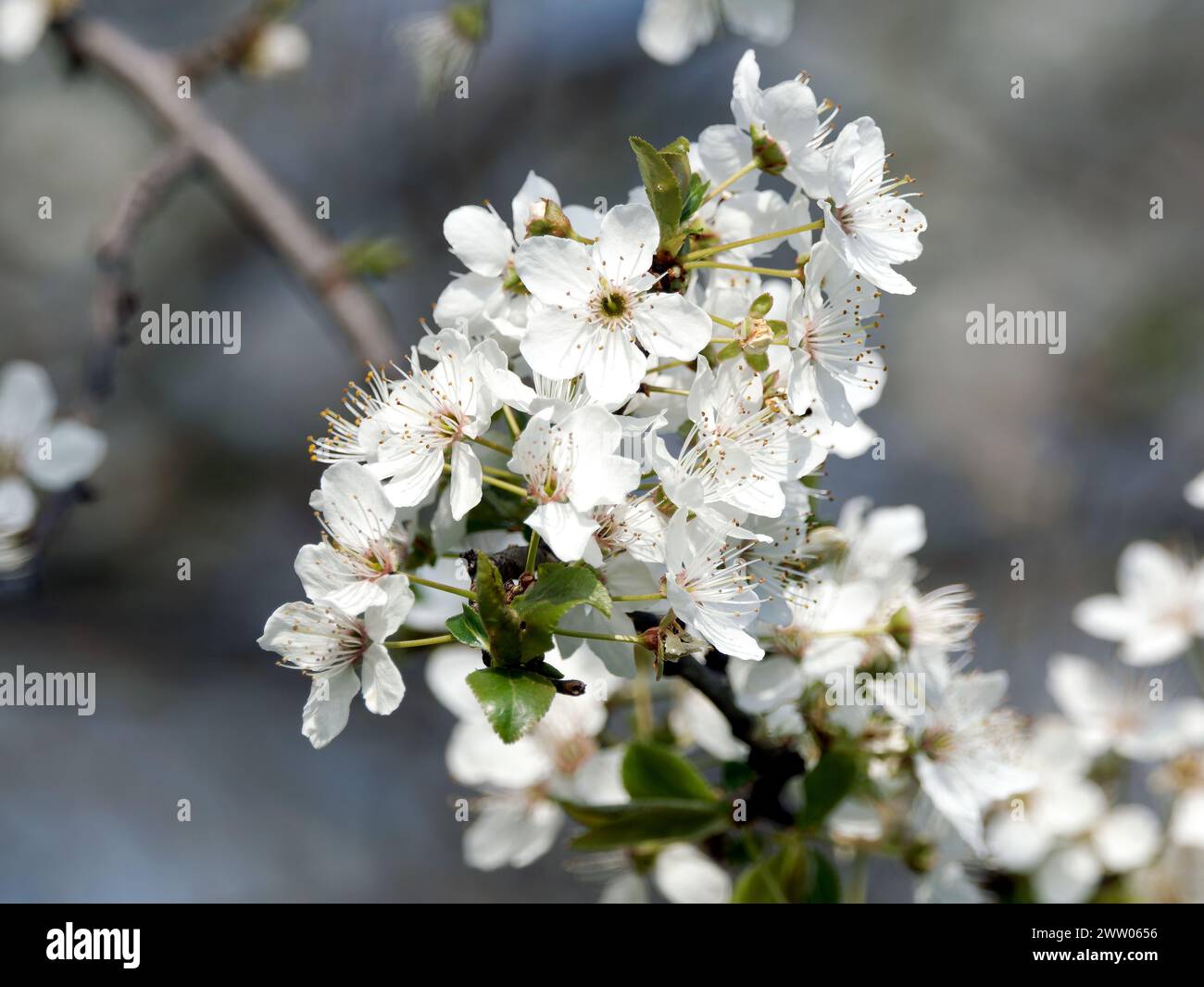 cherry plum, myrobalan plum, Prunus cerasifera, Kirschpflaume ...