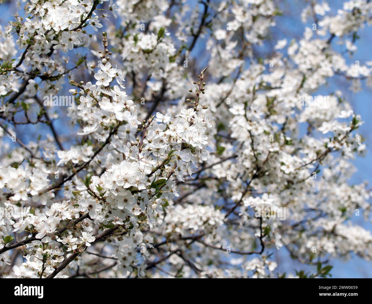 cherry plum, myrobalan plum, Prunus cerasifera, Kirschpflaume ...