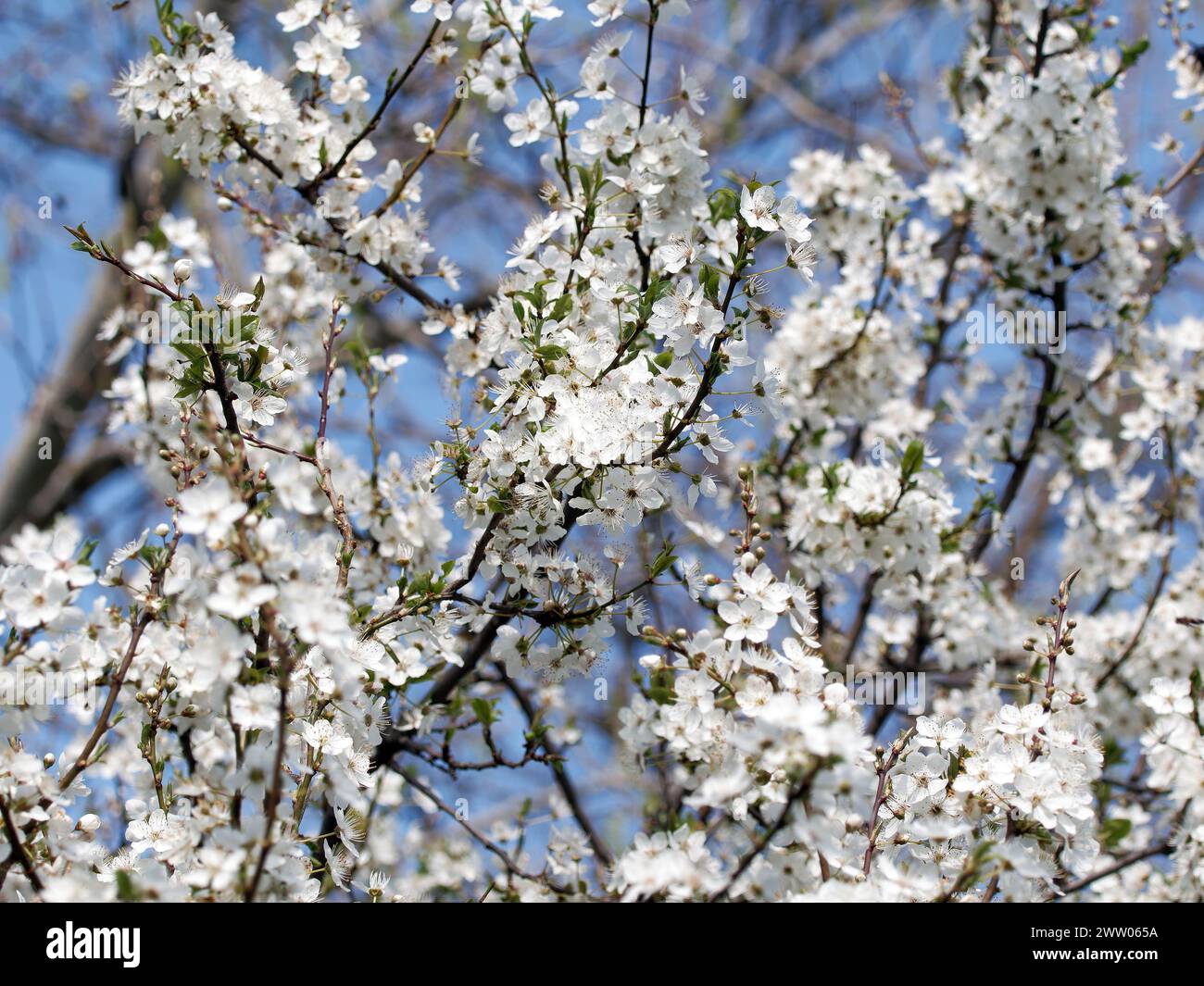 Prunier myrobolan hi-res stock photography and images - Alamy