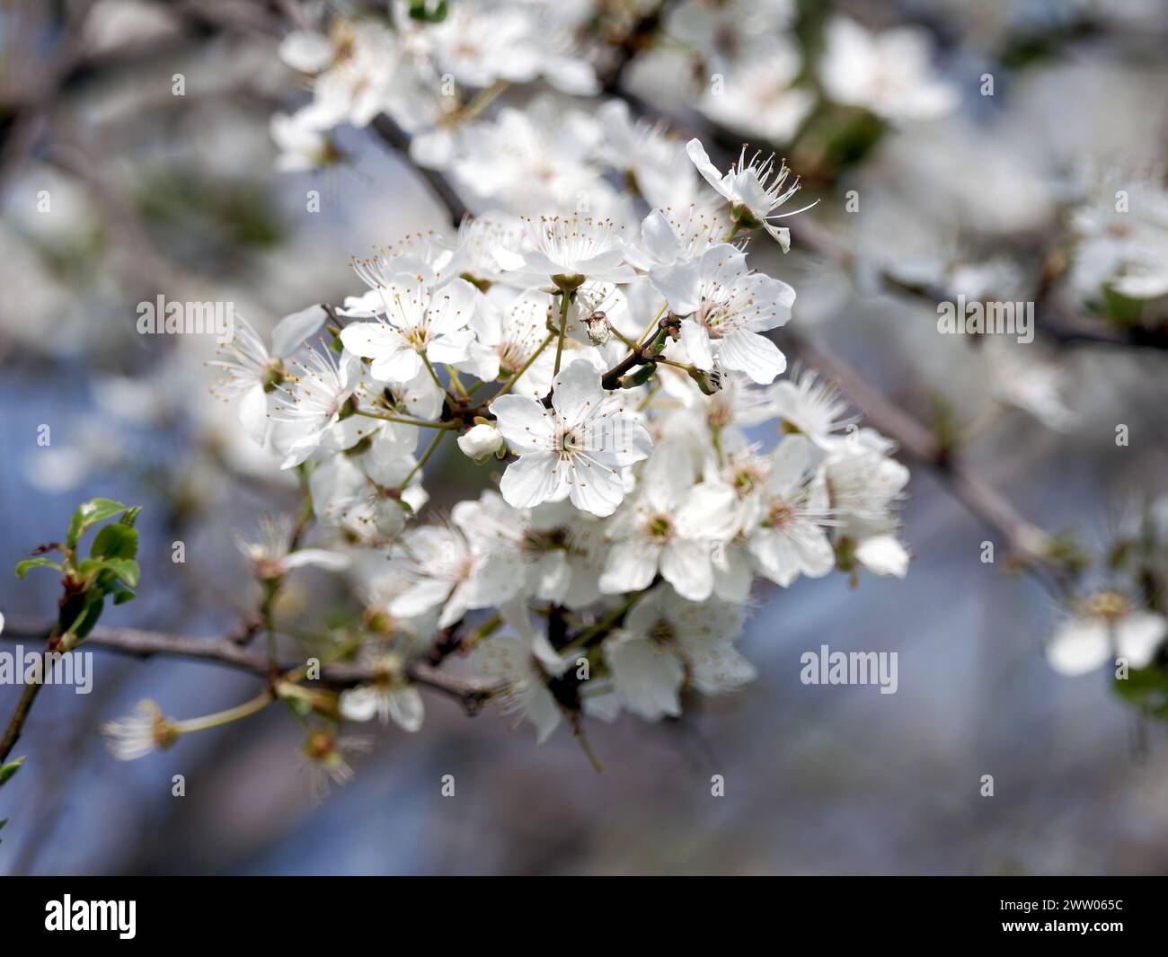 cherry plum, myrobalan plum, Prunus cerasifera, Kirschpflaume ...