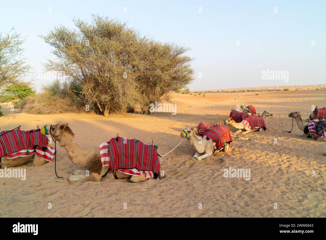Al Maha Desert Conservation resort, Dubai UAE Stock Photo - Alamy