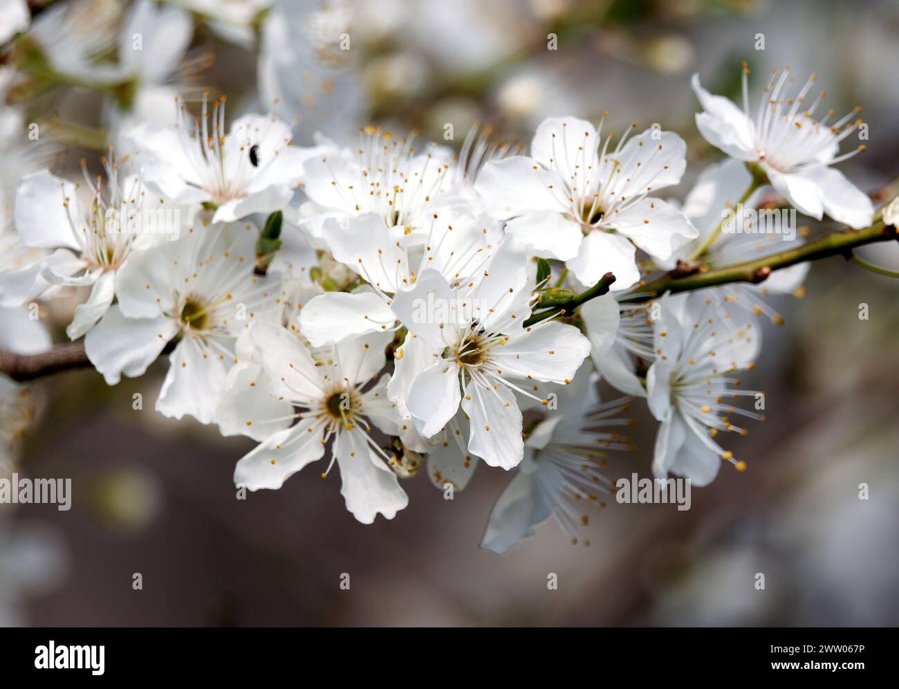 cherry plum, myrobalan plum, Prunus cerasifera, Kirschpflaume ...