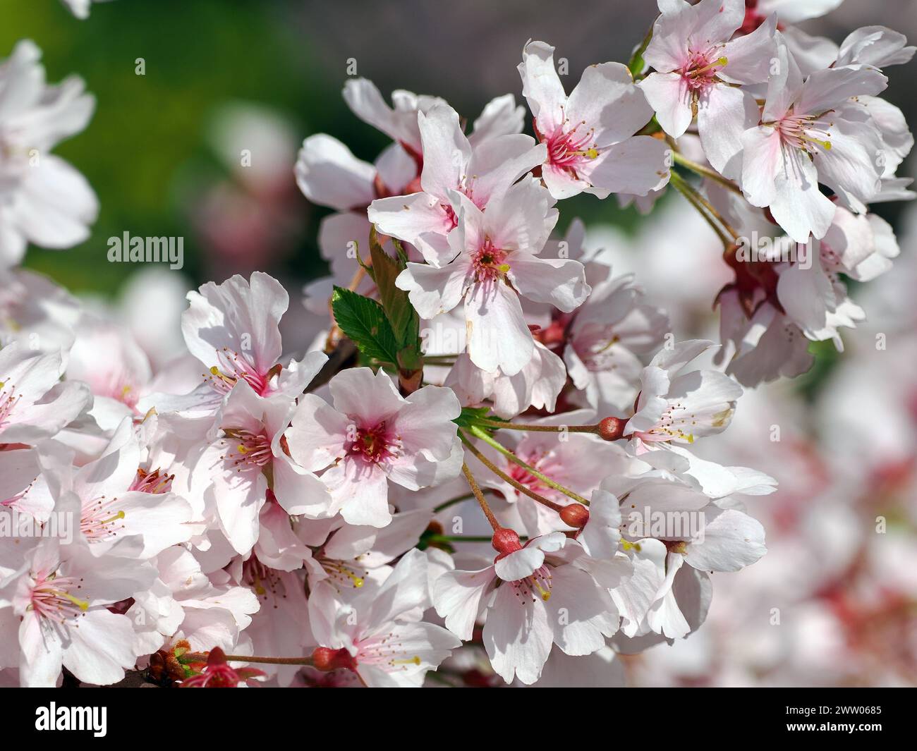Edo higan hi-res stock photography and images - Alamy
