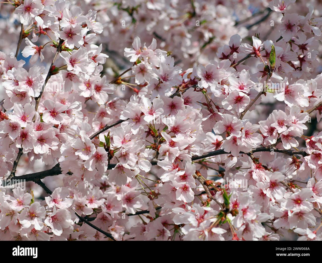 Edo higan, weeping cherry, autumn cherry, Prunus subhirtella, Higan ...