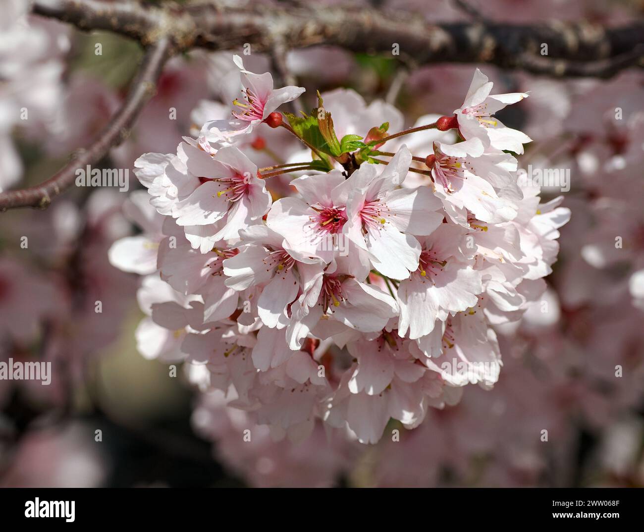 Edo higan, weeping cherry, autumn cherry, Prunus subhirtella, Higan ...
