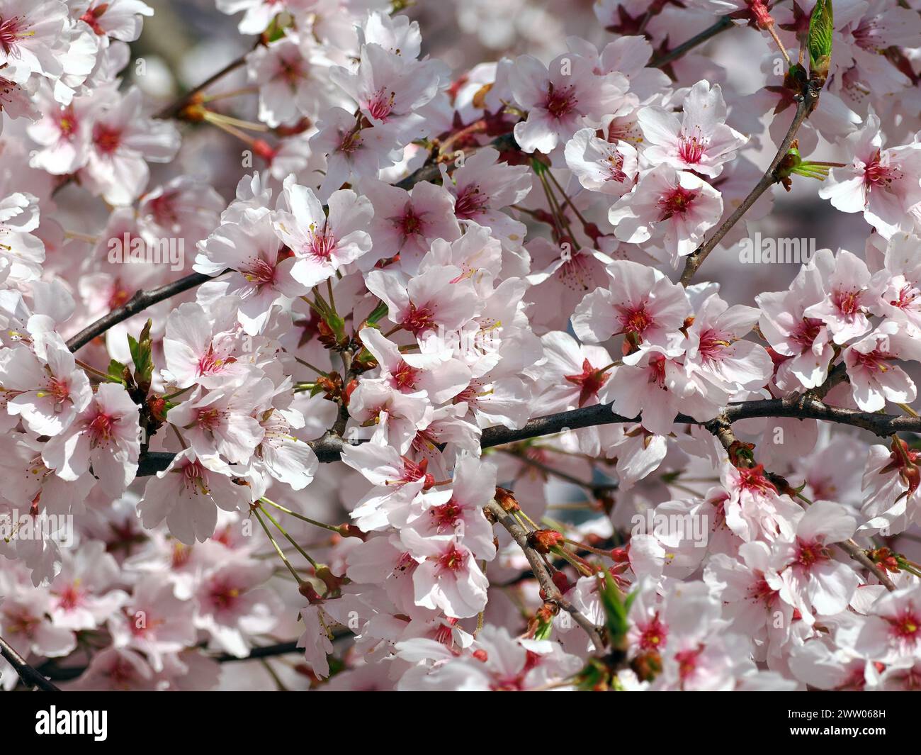 Edo higan, weeping cherry, autumn cherry, Prunus subhirtella, Higan ...