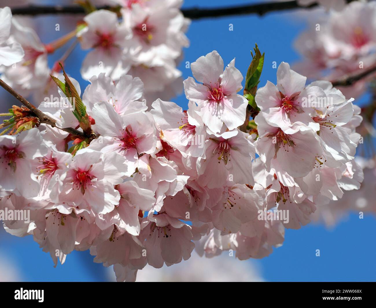 Edo higan, weeping cherry, autumn cherry, Prunus subhirtella, Higan ...