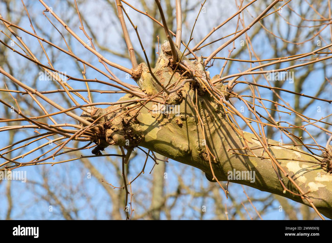 Close Up Of A Platanus Hispanica Tree At Amsterdam The Netherlands 19-3 ...