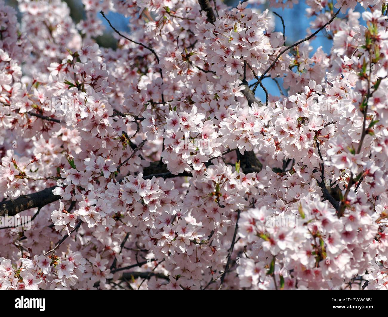 Edo higan, weeping cherry, autumn cherry, Prunus subhirtella, Higan ...