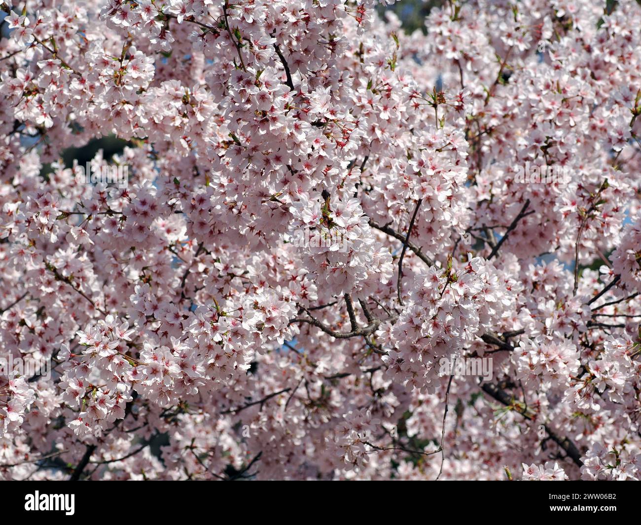 Edo higan, weeping cherry, autumn cherry, Prunus subhirtella, Higan ...