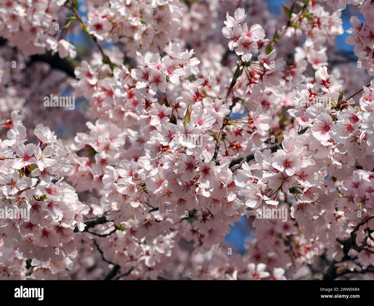 Edo higan, weeping cherry, autumn cherry, Prunus subhirtella, Higan ...