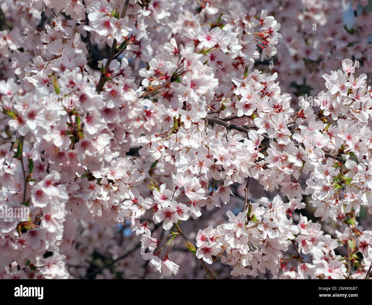 Edo higan, weeping cherry, autumn cherry, Prunus subhirtella, Higan ...