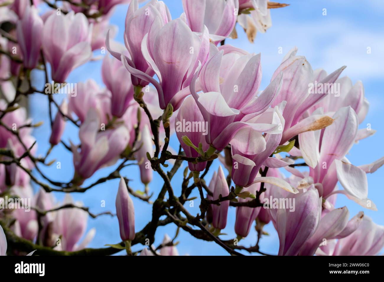 Close Up Pink And White Magnolia Soulangeana Flowers At Amsterdam The ...