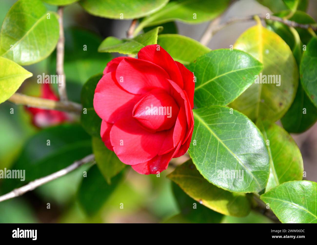 common camellia, Japanese camellia, Japanische Kamelie, Camélia du ...