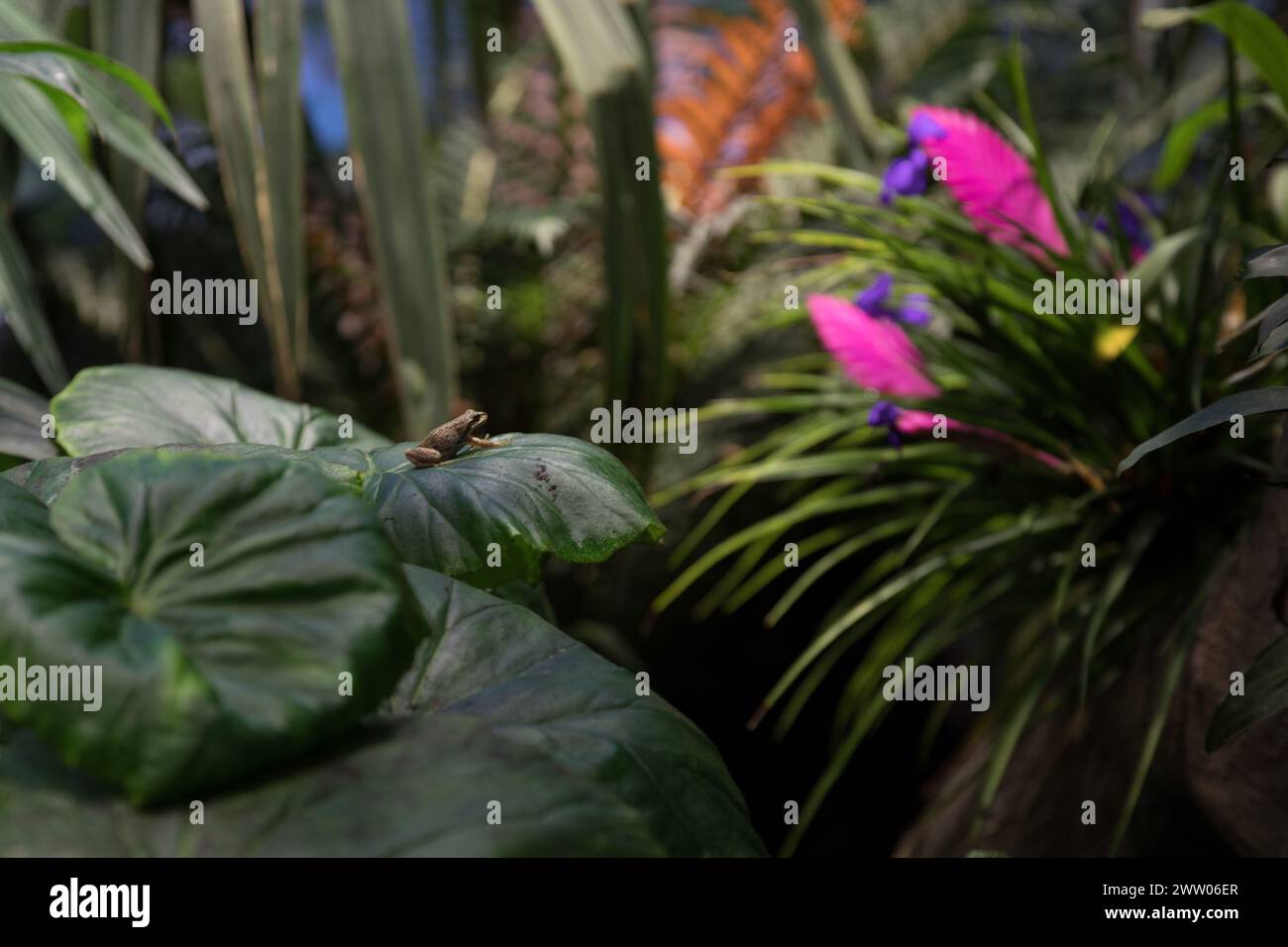 Amazon Spheres in Seattle Washington Stock Photo - Alamy