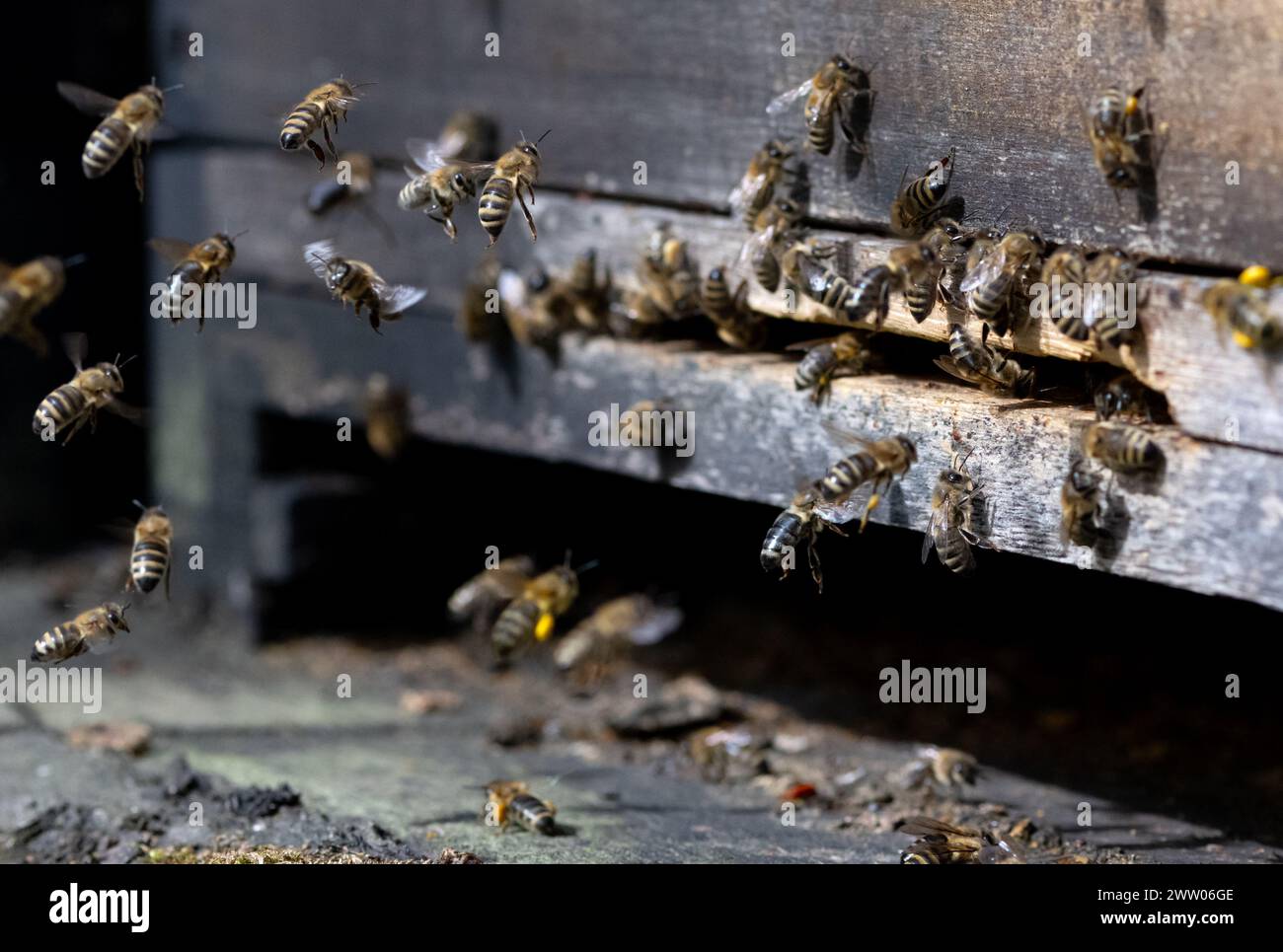 Munich, Germany. 20th Mar, 2024. Honey bees fly to a beehive in the ...