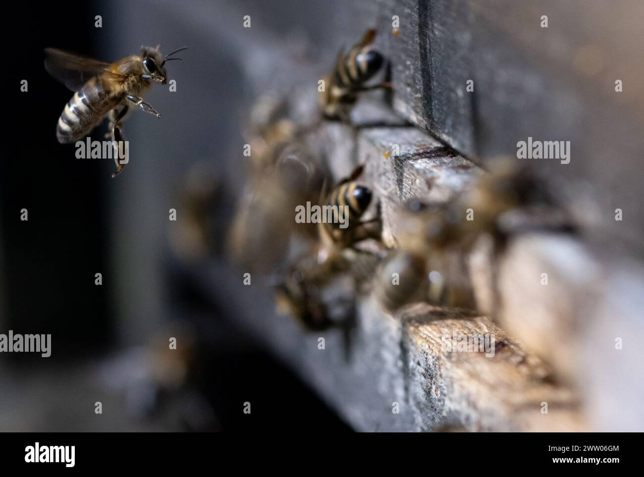 Munich, Germany. 20th Mar, 2024. Honey bees fly to a beehive in the ...