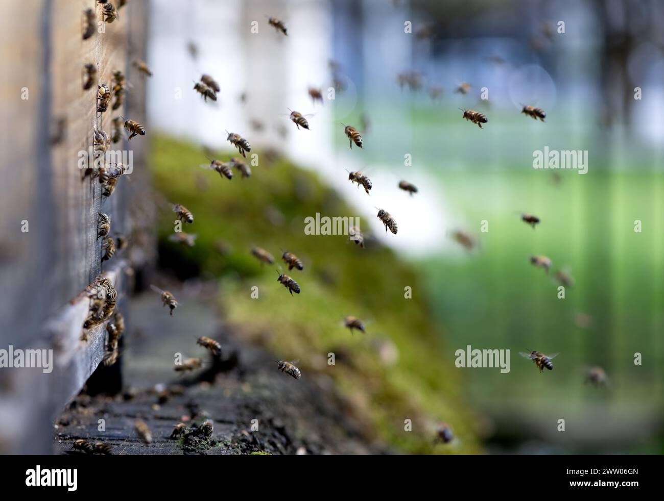 Munich, Germany. 20th Mar, 2024. Honey bees fly to a beehive in the ...