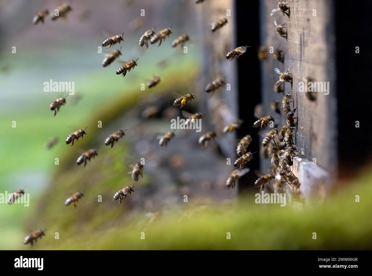 Munich, Germany. 20th Mar, 2024. Honey bees fly to a beehive in the ...
