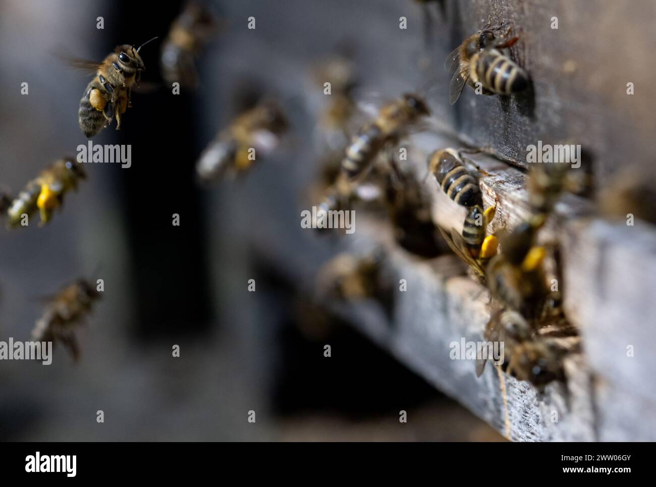 Munich, Germany. 20th Mar, 2024. Honey bees fly to a beehive in the ...