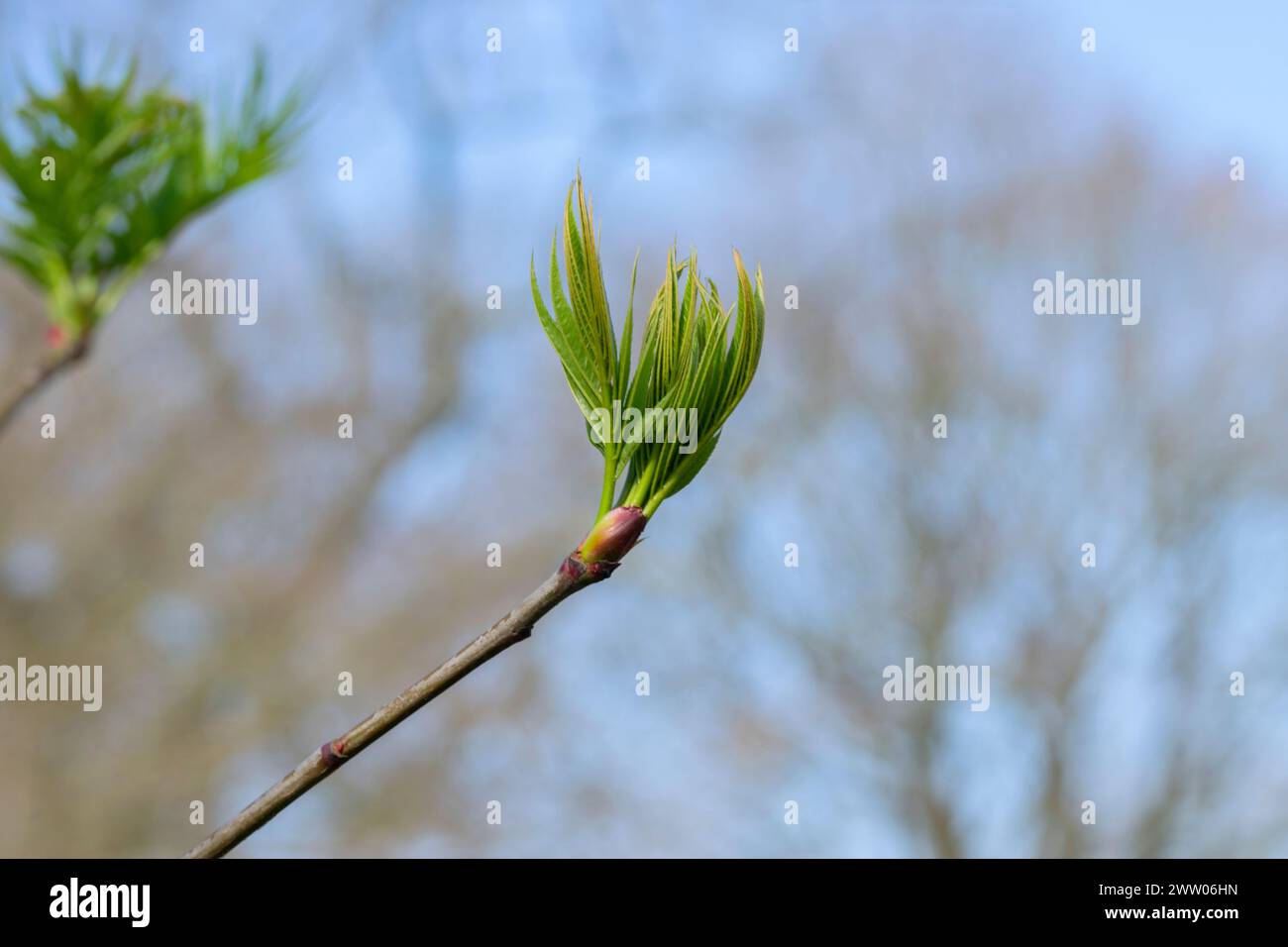 Sorbus commixta japanese rowan hi-res stock photography and images - Alamy