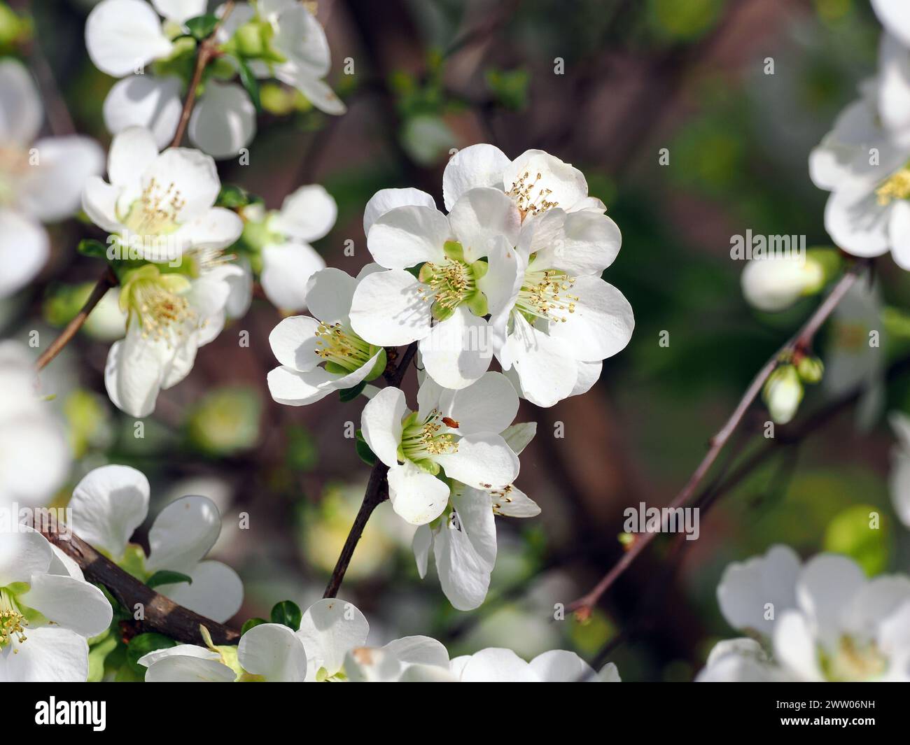 flowering quince, Chinese quince, Zierquitten, fleur de pêche ...